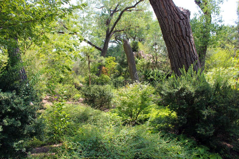 Underbrush Landscape Inside The Pine Forest Next To Policoro Beach ...