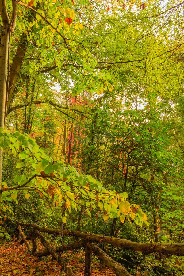 Forest during the autumn stock image. Image of vegetation - 137520201