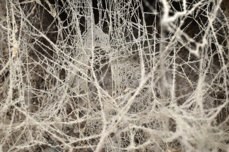 Thick Wall of Cobwebs, in Several Rows Stock Image - Image of arachnid ...