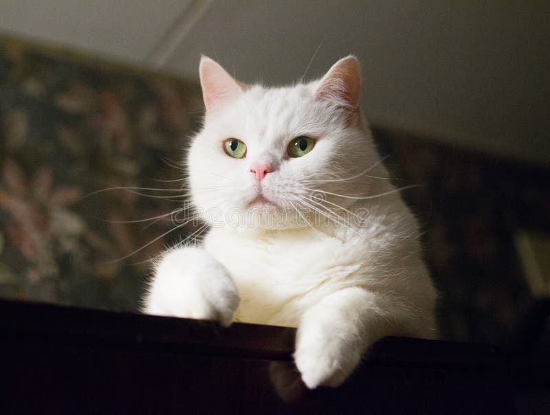 Thick White Cat with Green Eyes and Round Cheeks Stock Photo - Image of ...