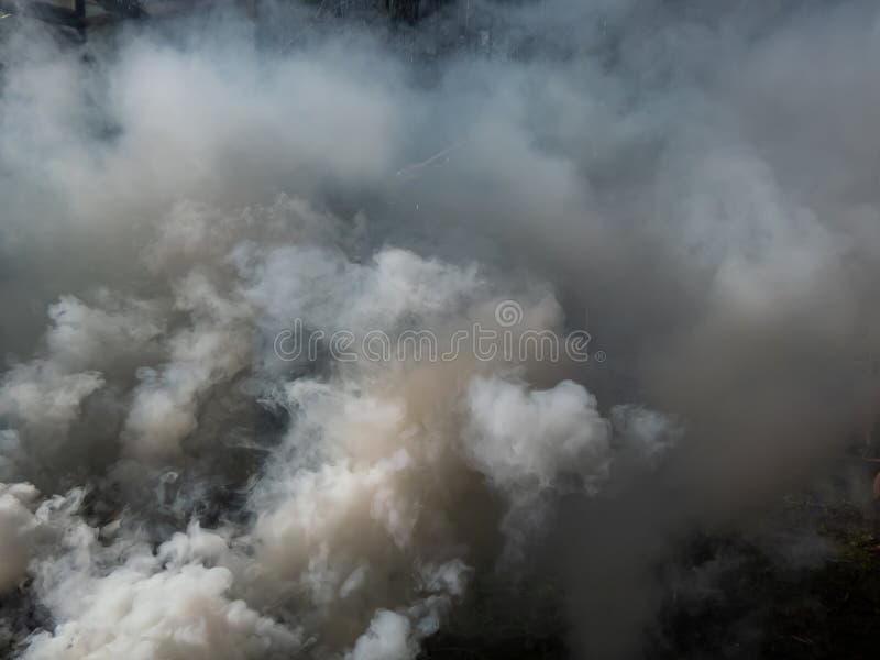 Thick, White Smoke from Burning Wet Branches and Grass Stock Photo ...