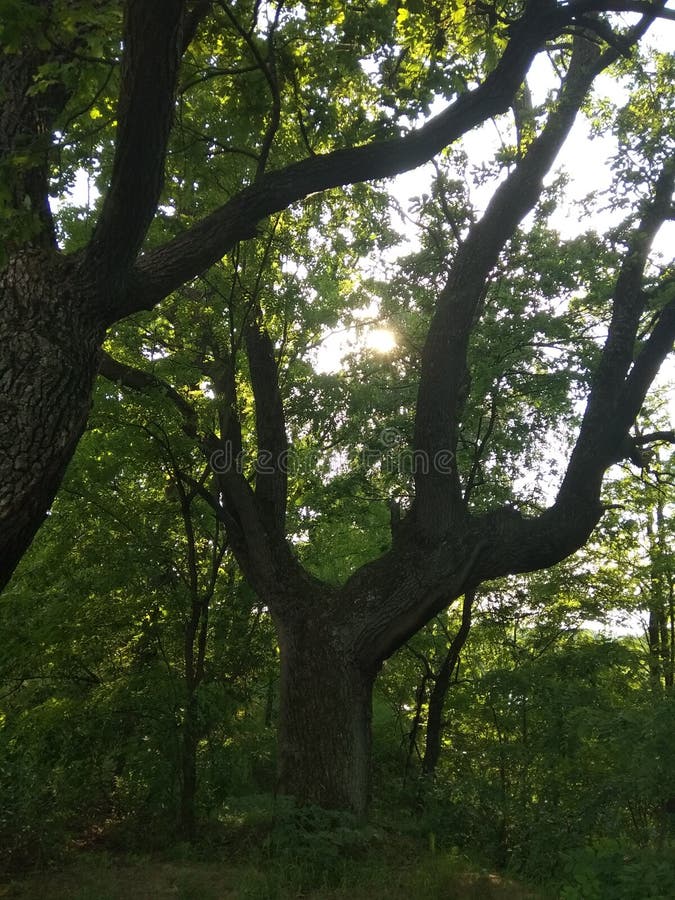 Thick Wide Beautiful Trees in a Sunny Forest Stock Image - Image of ...