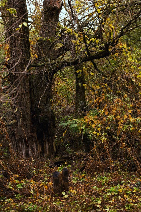 Thick Wild Deciduous Forest. an Impenetrable Thicket. Summer Stock ...