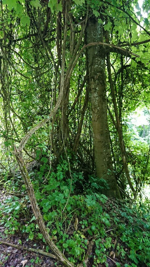 Thick Woods Forest of Trees and Plants Stock Image - Image of ...