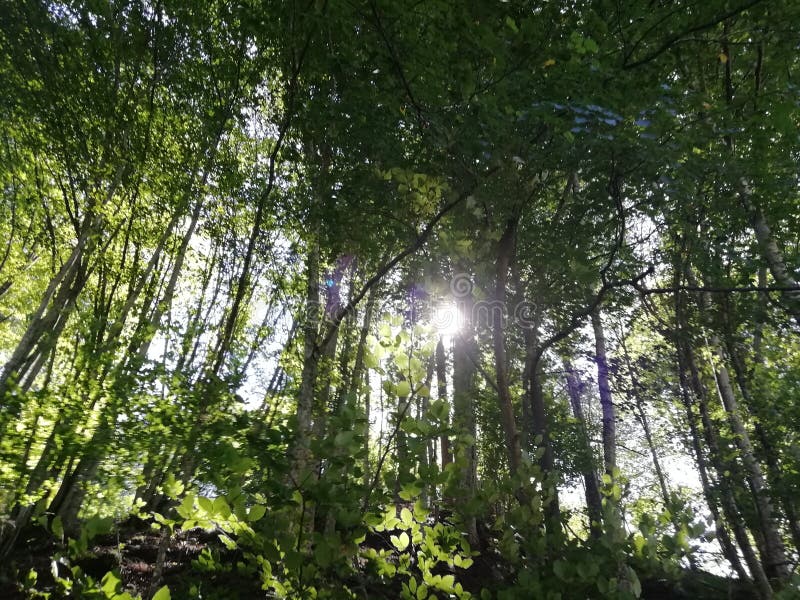 Thick Young Forest during Day Time Stock Photo - Image of flower ...