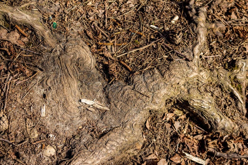 Thickened Oak Roots on a Footpath Stock Image - Image of thick, nature ...