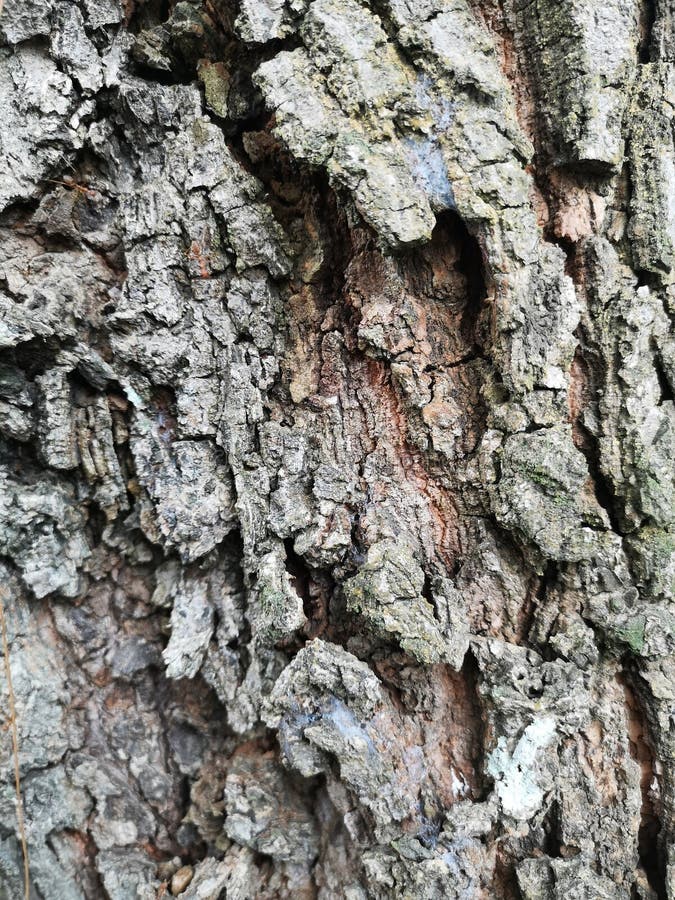 Thickening of Old Tree Bark on a Cambium Tree Stock Image - Image of ...