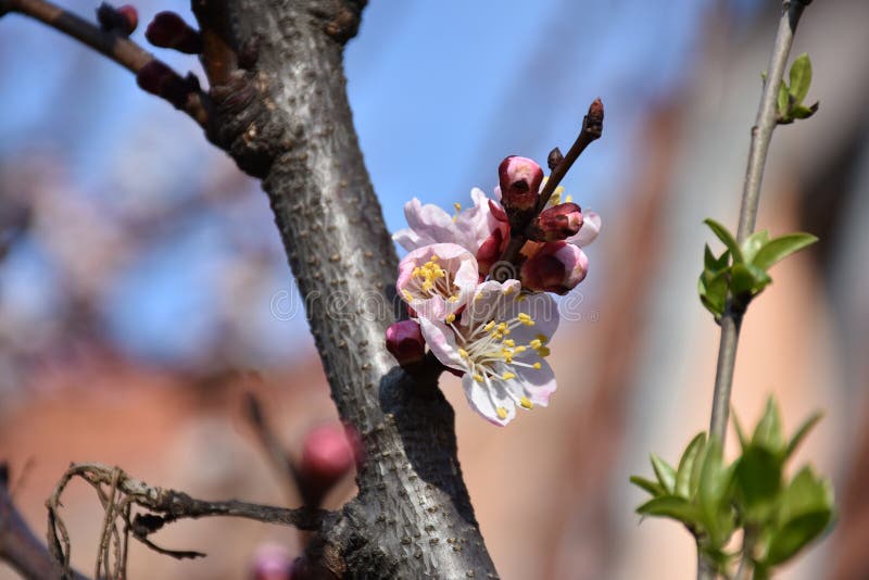 On a Thicker Vertical Branch Grows a Young Twig with Buds and Apricot ...
