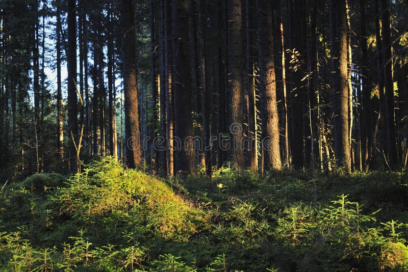 A thicket stock photo. Image of lush, environment, natural - 21355686