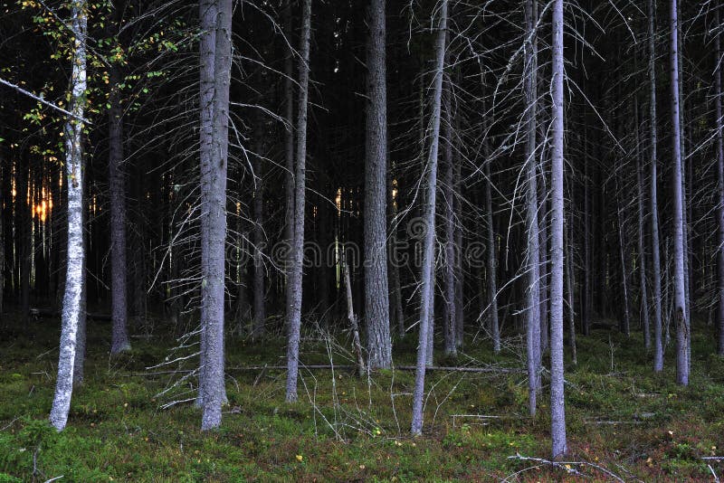 A thicket stock photo. Image of outdoor, dramatic, flora - 21355748