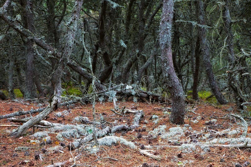 Thicket. stock photo. Image of spit, wood, pine, thicket - 25645914