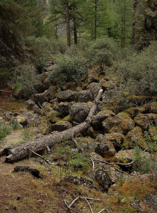 In a thicket. stock photo. Image of landscapes, stoun - 9179734
