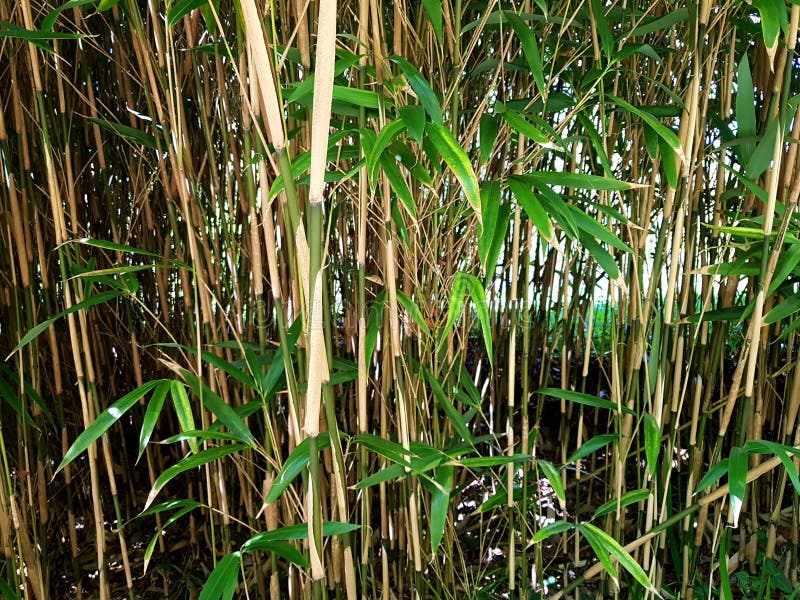 Bamboo thicket stock photo. Image of wicker, culms, thicket - 457960