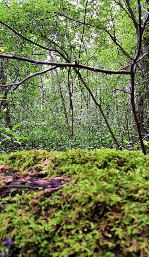 Broadleaf forest stock photo. Image of landscape, broadleaf - 20766444