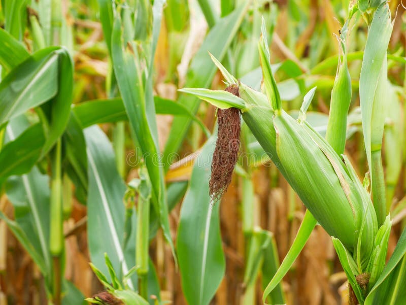 A Thicket of Corn Stalks and Leaves, View of Corn Cobs Stock Photo ...