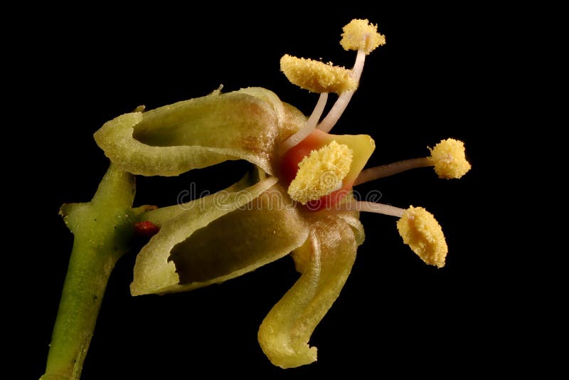 Thicket Creeper Parthenocissus Inserta. Flower Closeup Stock Photo ...