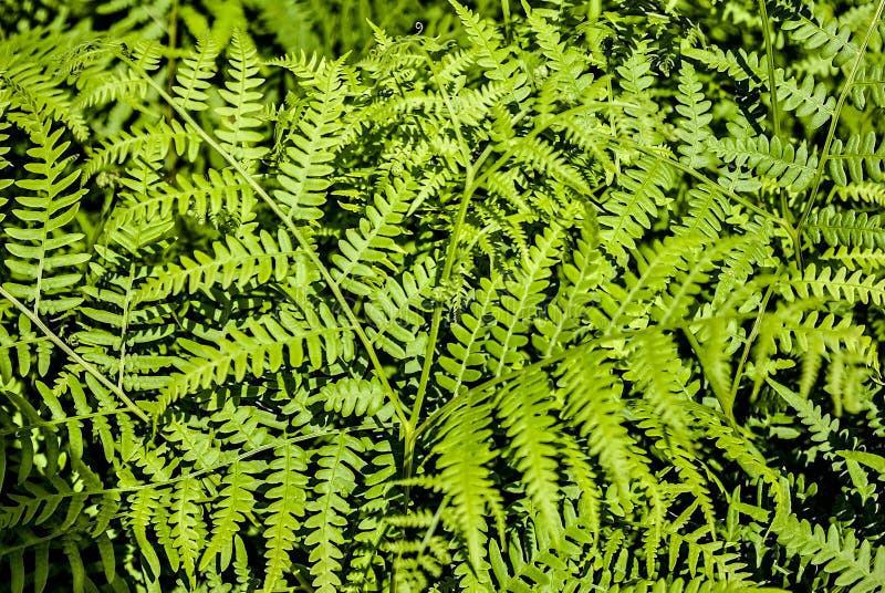 Thicket of Ferns Growing in the Forest. Stock Image - Image of leaf ...