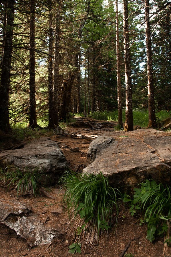 Thicket of Forest in the Sun Stock Photo - Image of woods, sunny: 190155516