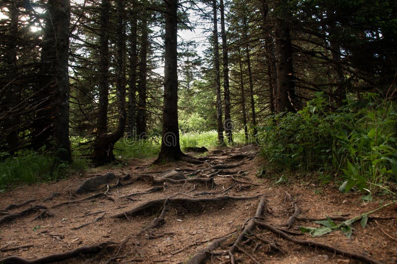 Thicket of Forest in the Sun Stock Image - Image of trunk, flora: 190155611