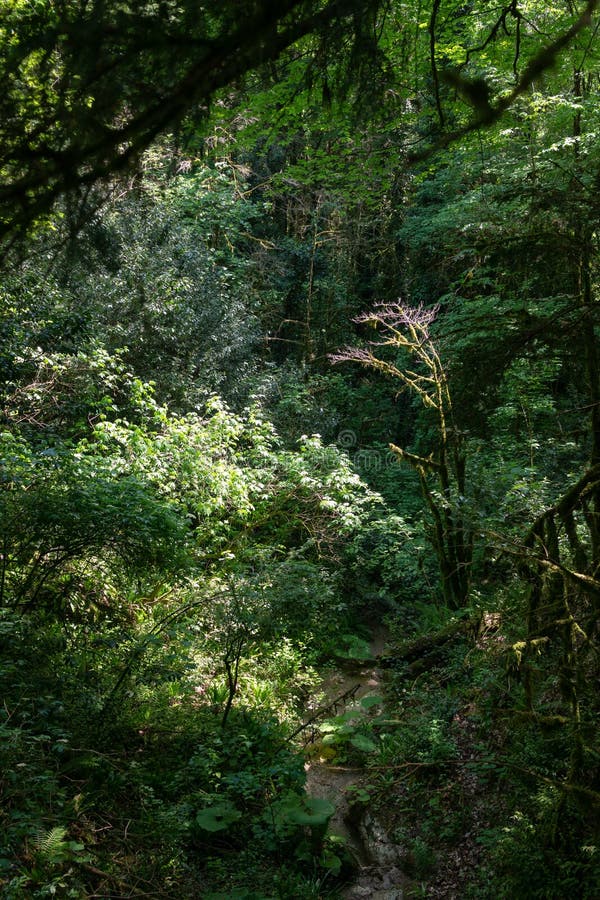 Thicket of Dense Green Forest with Parched Stream Stock Image - Image ...