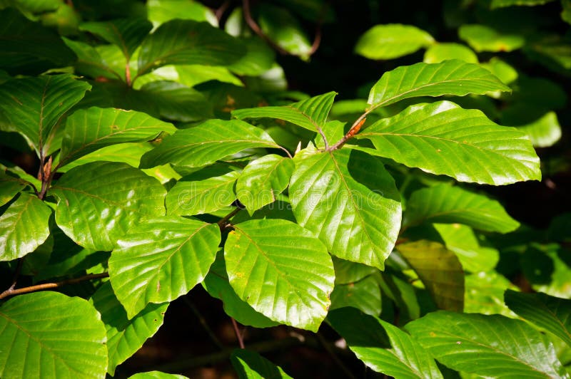 Thicket Spring Beech Twigs and Leaves Stock Photo - Image of branch ...