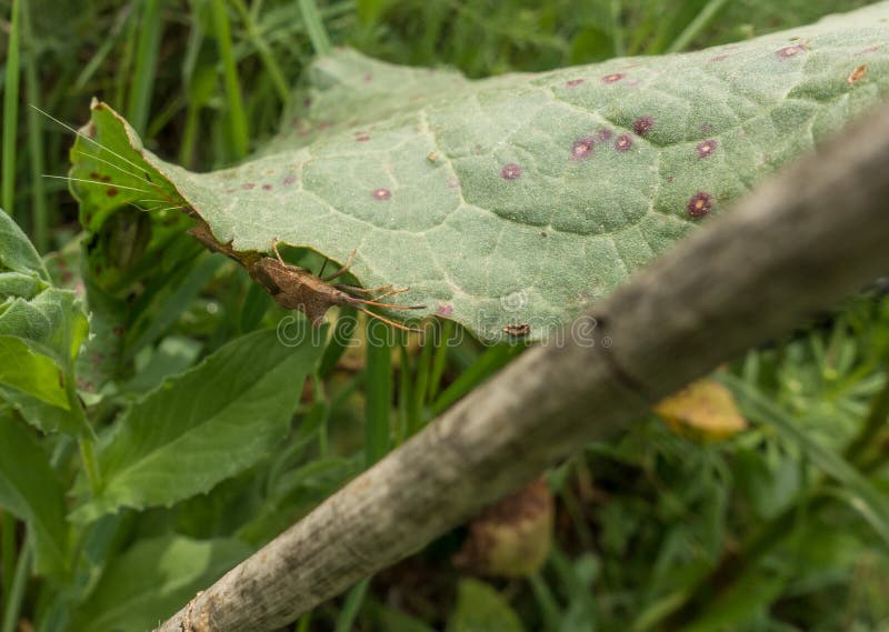 A Dock Bug Takes Cover Under a Curly Dock Leaf Stock Image - Image of ...