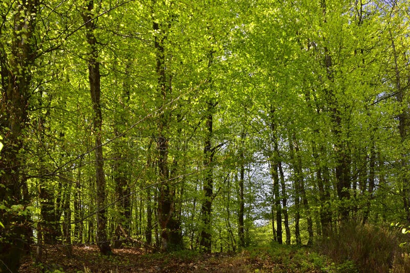 Thicket of Trees in Forest Park of the Scottish Highlands Stock Image ...