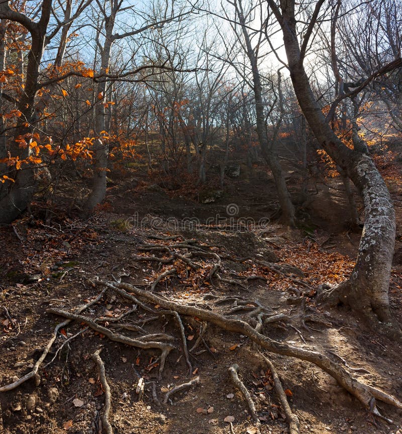 Thicket2 stock photo. Image of sunlight, wilderness, root - 35696856