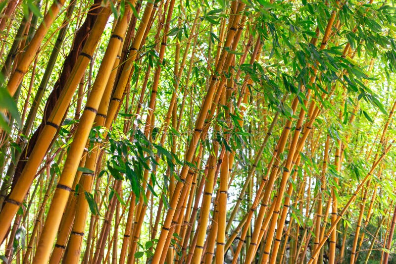 Thickets of Bamboo in Tropical Nature Stock Image - Image of vegetation ...