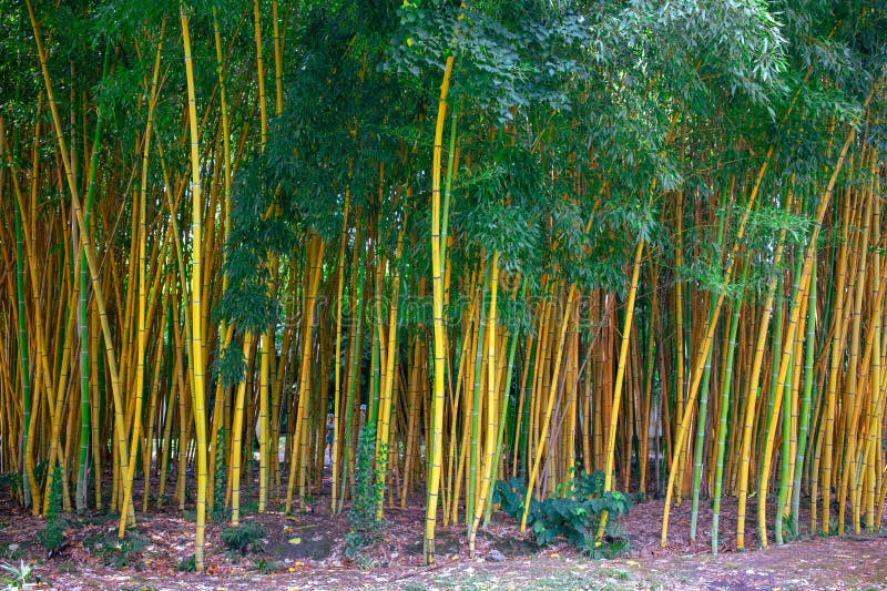 Thickets of Bamboo in Tropical Nature Stock Image - Image of purity ...