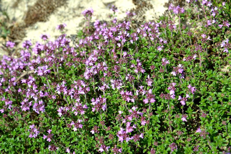 Thickets of the Blossoming Thyme Creeping a Thyme Ordinary Thymus ...