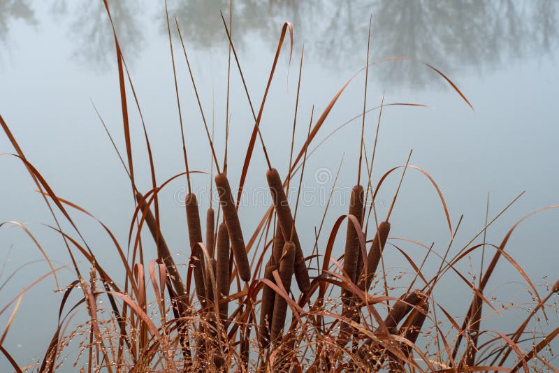 Brown reeds on the water stock photo. Image of wild - 103759622