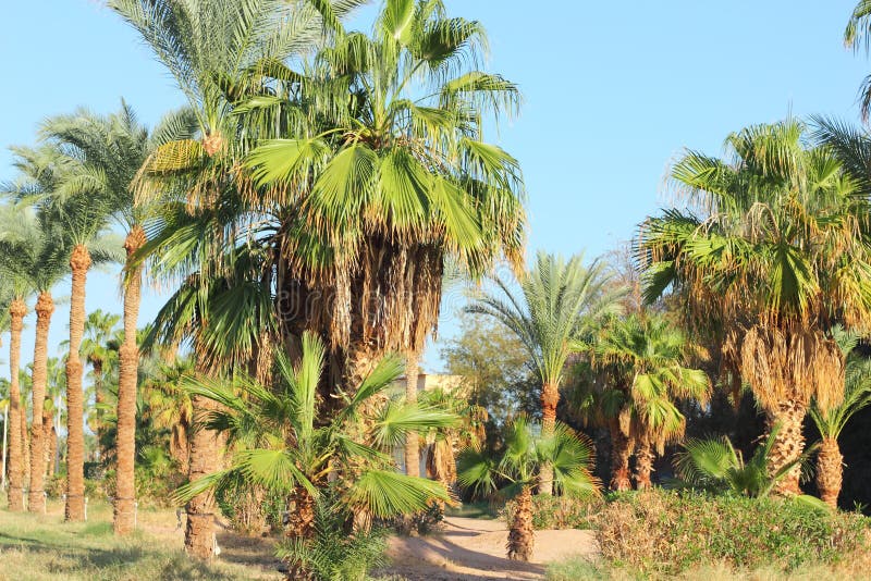 Thickets of Date Palm Trees in Turkey Stock Image - Image of bunch ...