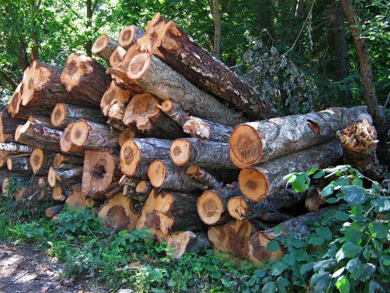 The Forest is Cut Down for Timber Harvesting. the Logs are Stacked ...