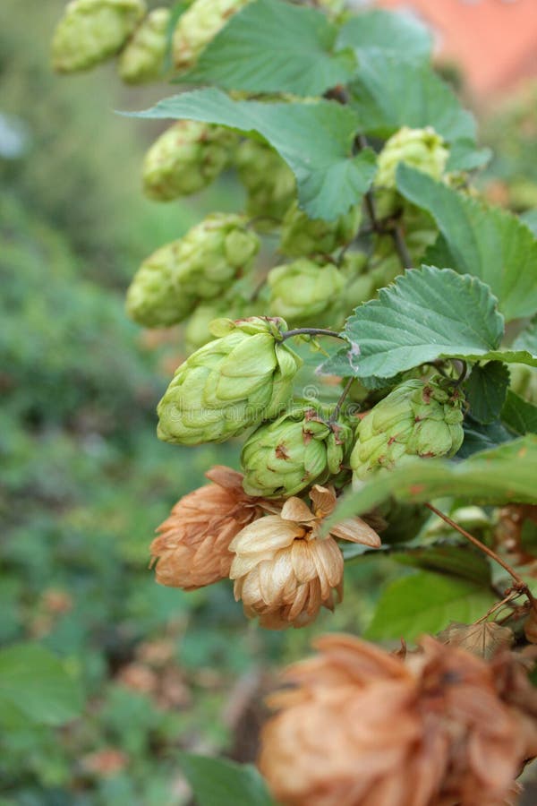 Thickets of green hops stock image. Image of hops, weed - 128006915