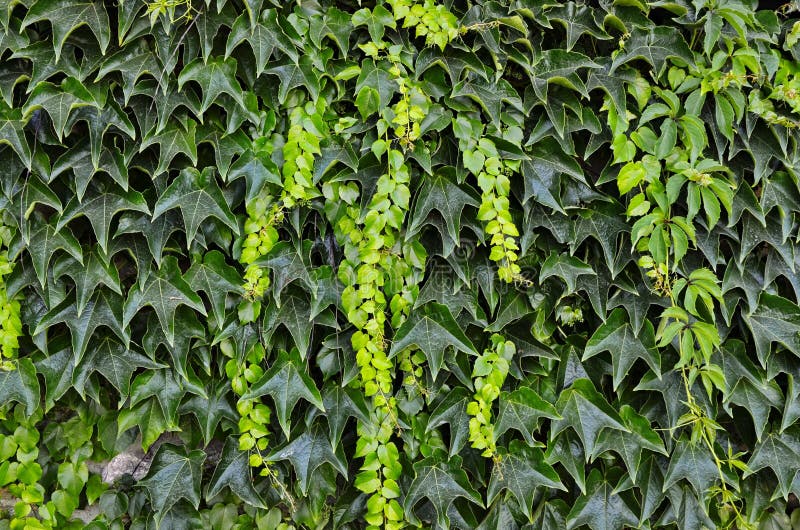 Thickets of a Green Ivy on a Vertical Wall Stock Photo - Image of ...