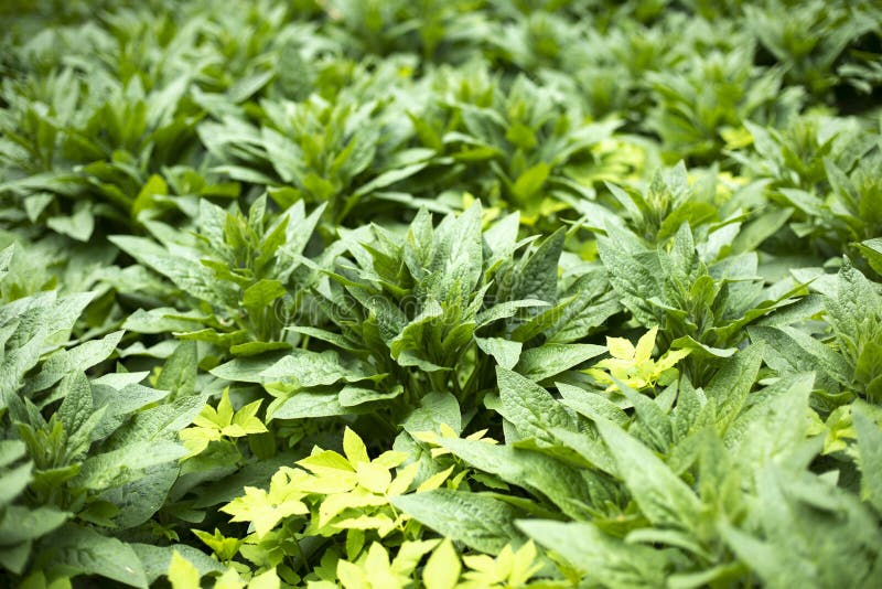 Thickets of Green Plants in Forest. Lots of Sheets Stock Photo - Image ...