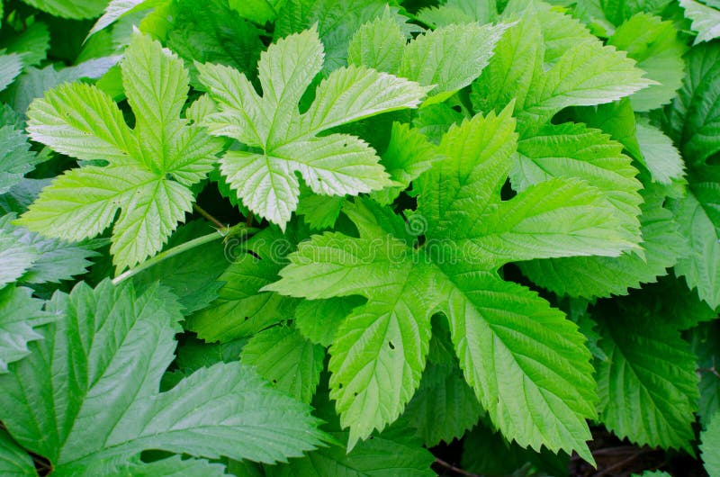 Wild hops leaves close up stock photo. Image of fresh - 110110870