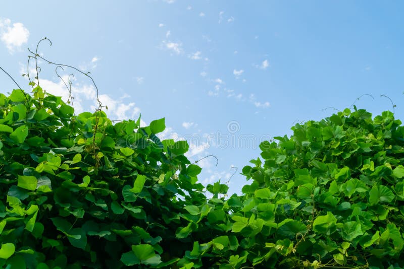 Thickets of Kudzu Against the Blue Sky. Stock Image - Image of natural ...