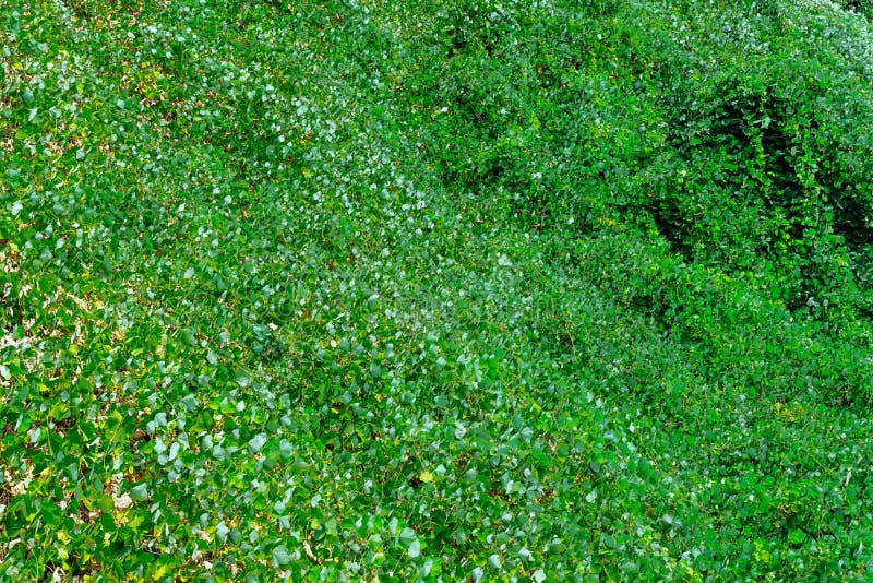 Wall of Greenery. Thickets of Kudzu, Pueraria Stock Photo - Image of ...