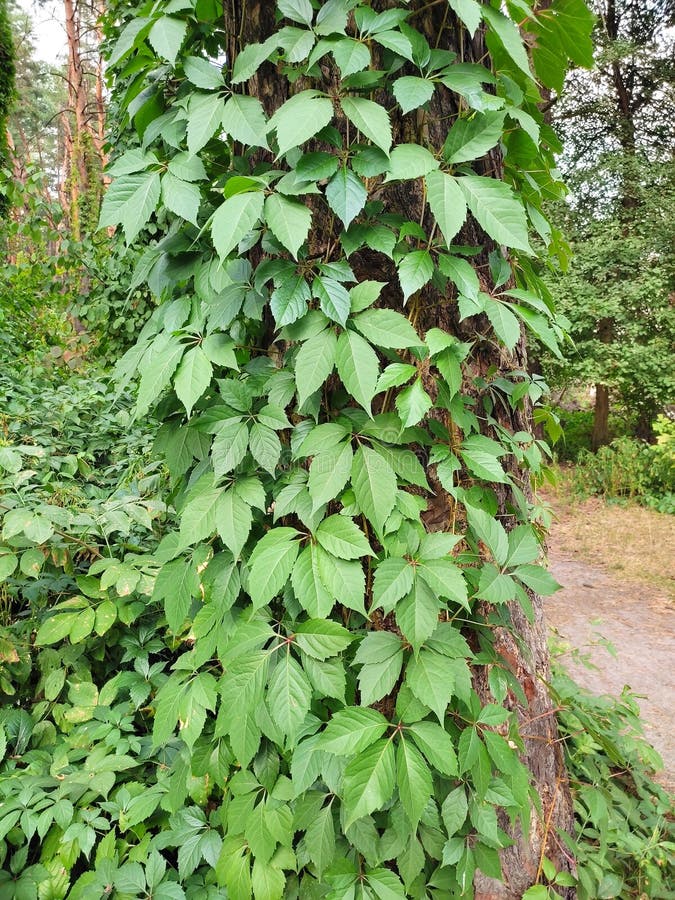 Thickets of Leaves of Wild Grapes in a Pine Forest Stock Image - Image ...