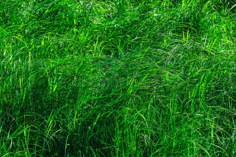 Green Natural Background - Thickets of Marsh Grass Stock Photo - Image ...