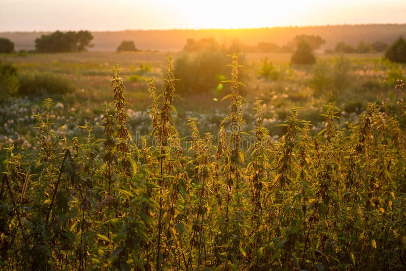 Thickets of Nettles in a Field Against the Backdrop of a Bright Yellow ...