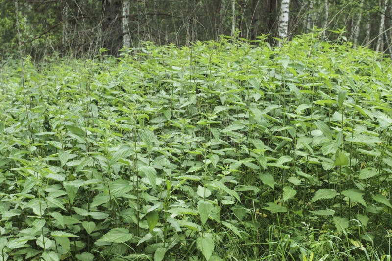 Thickets of nettles stock photo. Image of weed, stinging - 387806838