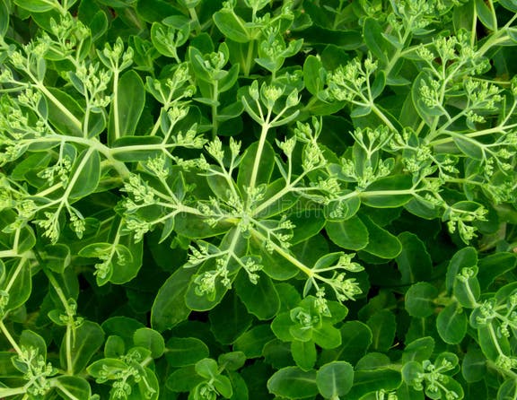 Thickets orpin. stock photo. Image of leaf, neat, macro - 14910086