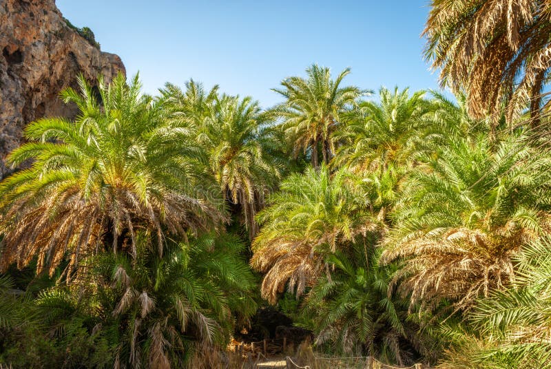 Thickets of Palm Trees on the Beach of Preveli, Crete, Greece Stock ...