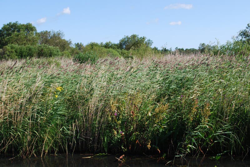 Common Reed on the Shore of the Lake. Stock Photo - Image of lake ...