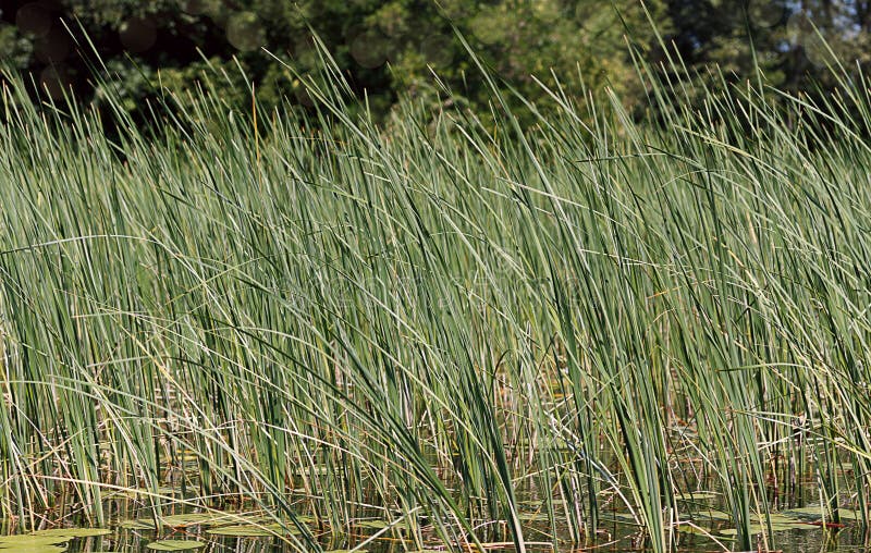 Thickets of Reeds Growing Out of the Water Stock Image - Image of ...