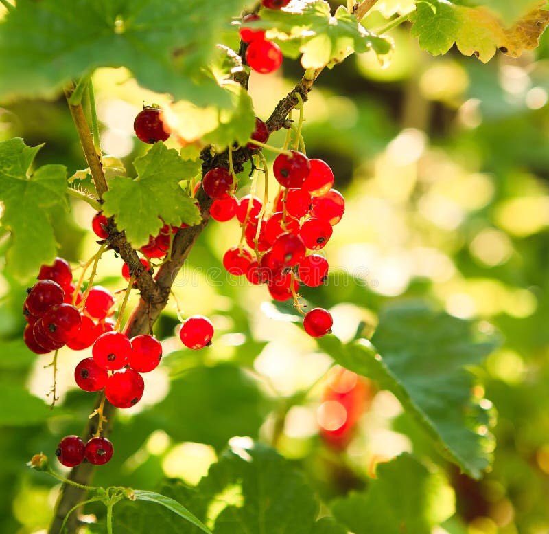 Thickets of Ripe Red Currants Stock Image - Image of fresh, fruit: 25787659