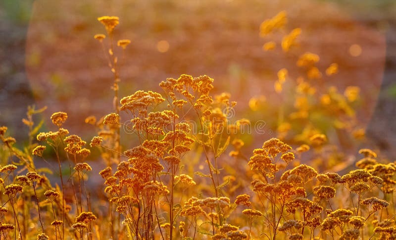 Thickets of Weeds in the Field at Sunset. Dense Vegetation in the Field ...